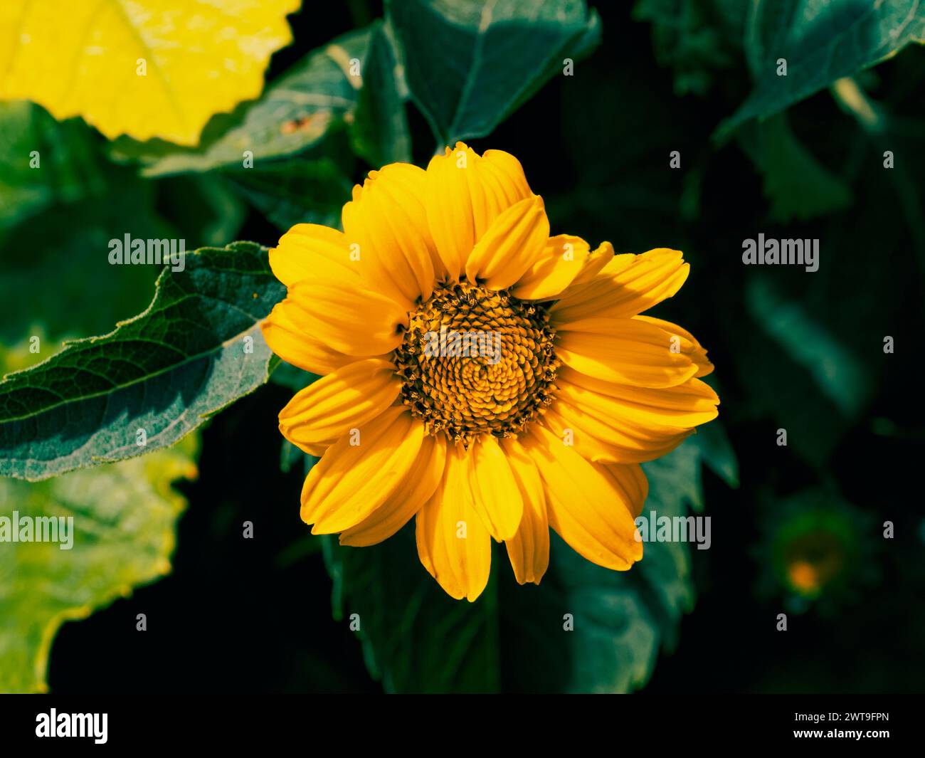 Radiant yellow flower petals: elegant, well-defined, vibrant Stock ...