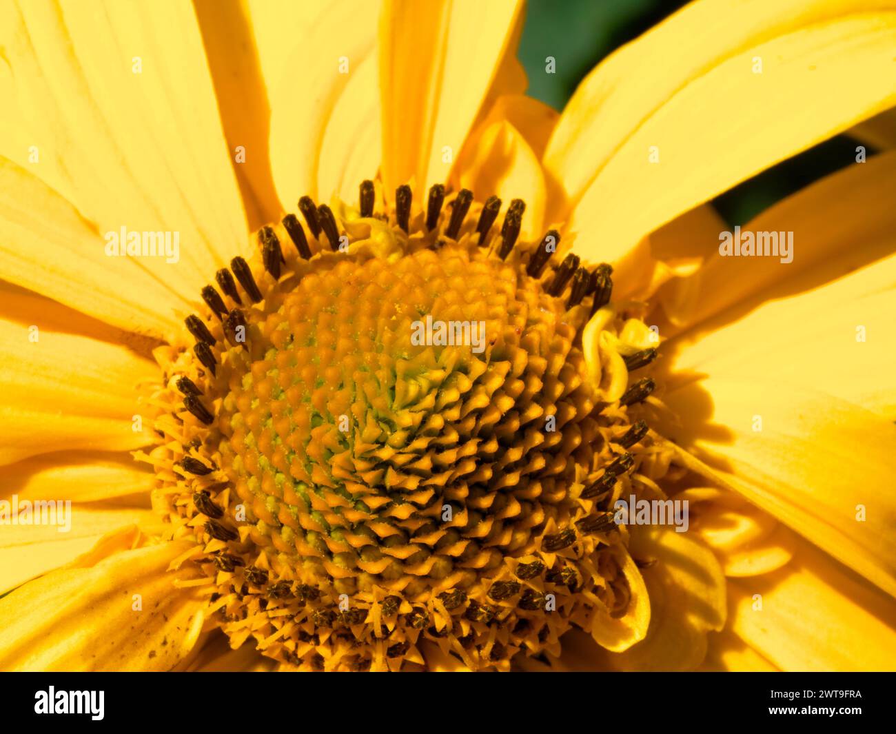 Macro shot of a flower, highlighting the textured center and soft ...