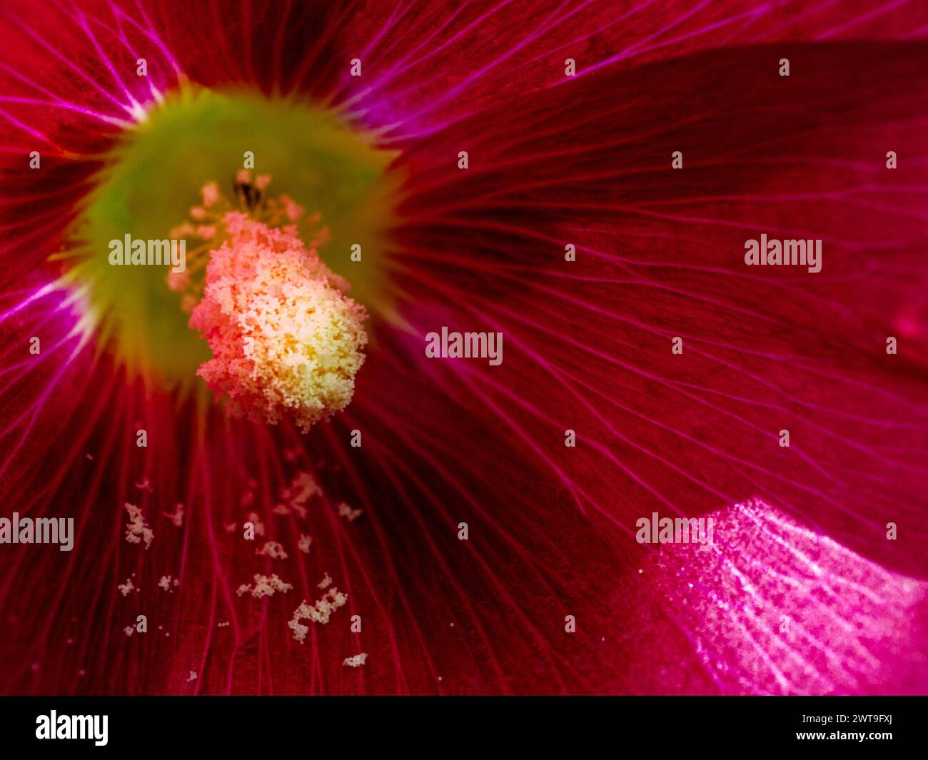 The image is a close-up of a red flower with a yellow-green center and ...