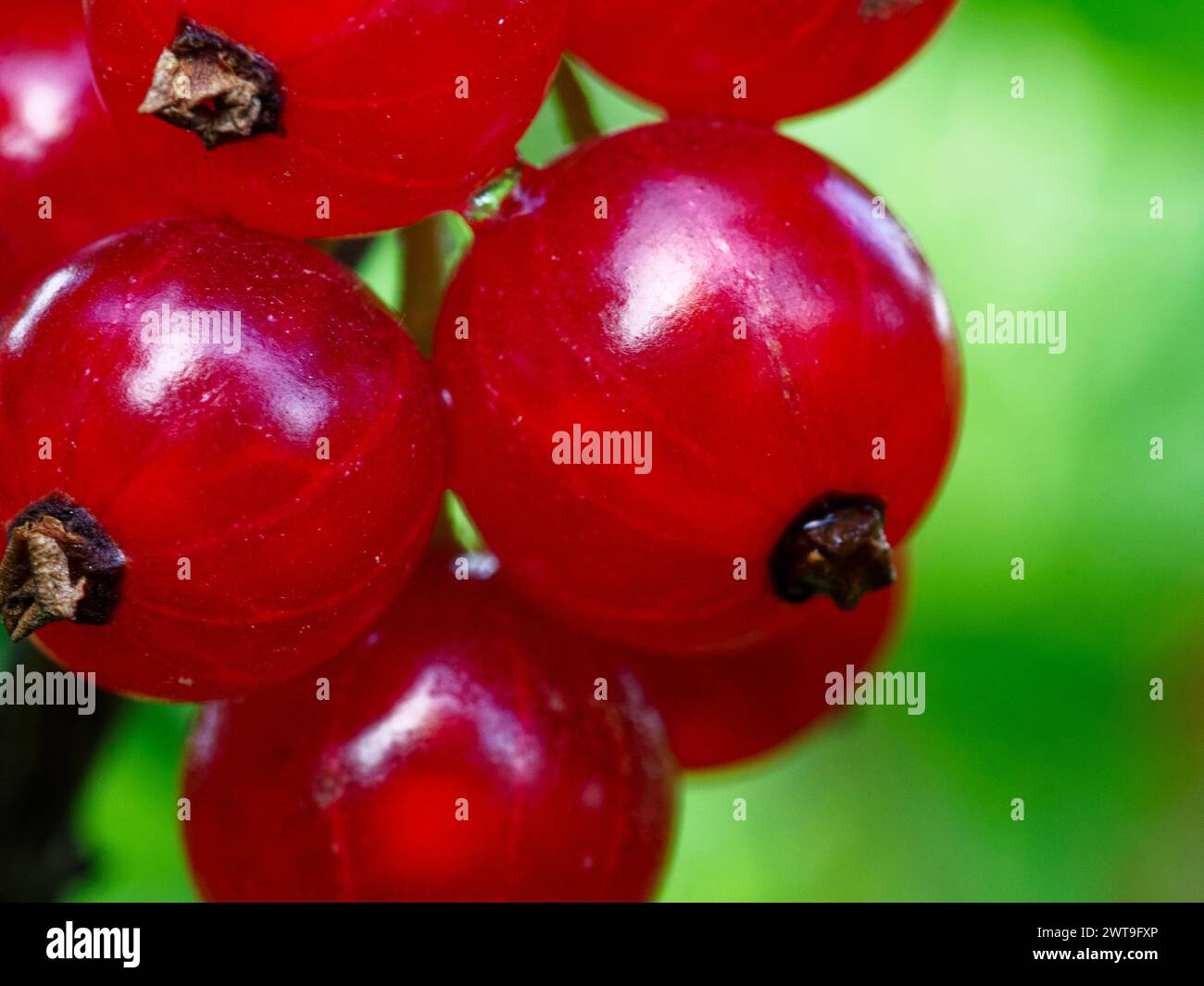 The image is a close-up of several bright red berries with visible ...