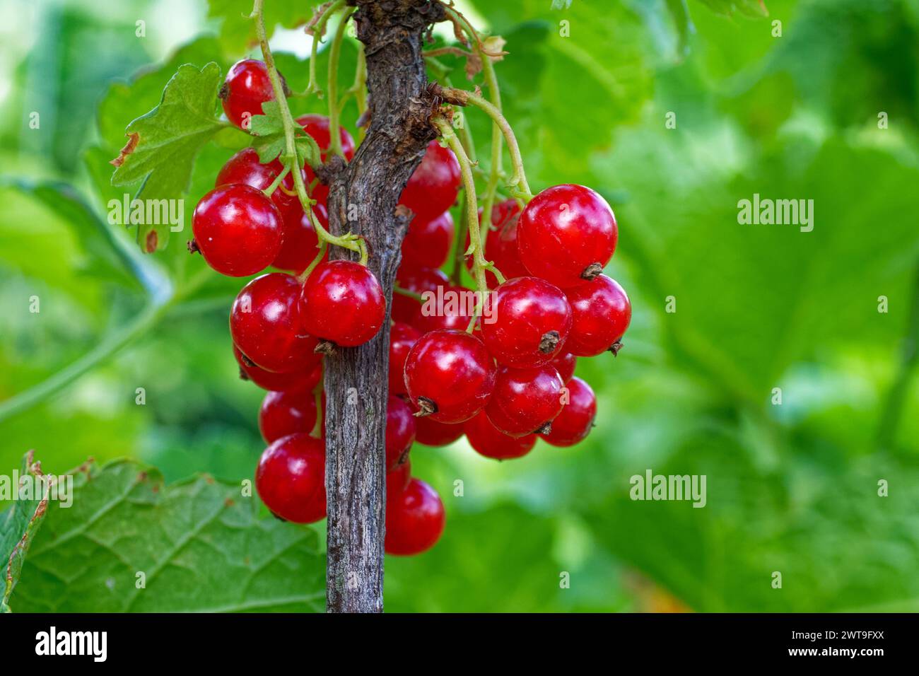 The image features a close-up view of a cluster of ripe red currants ...