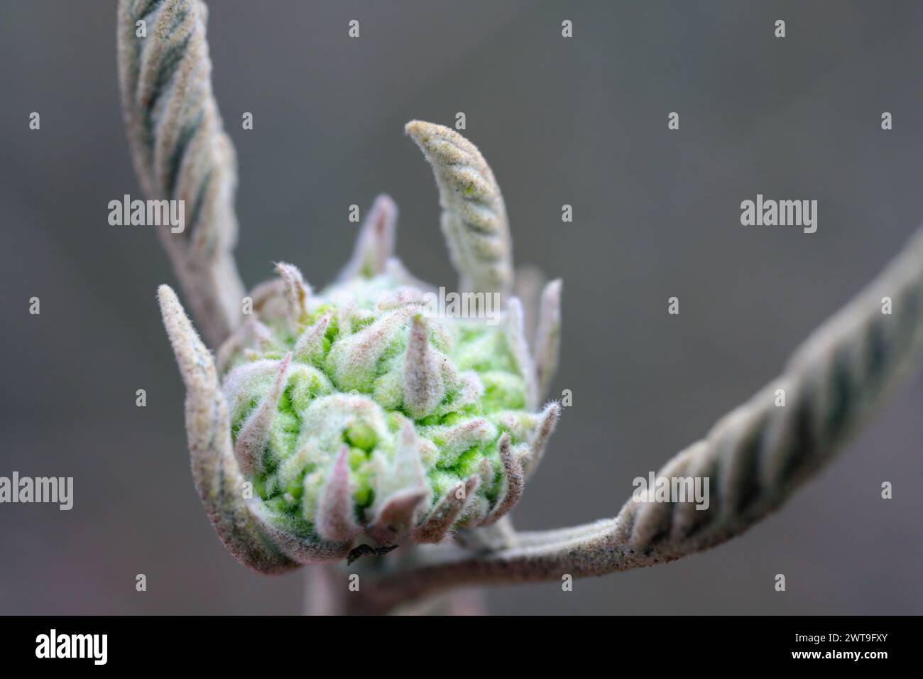 Viburnum lantana, Wayfaring Tree, April bud at the top of the shoot in ...