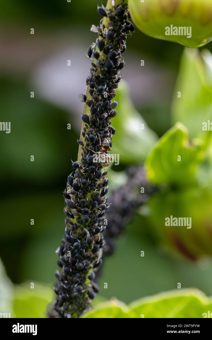 Black bean aphids aphis fabae colony on heavyly infested plant stem ...