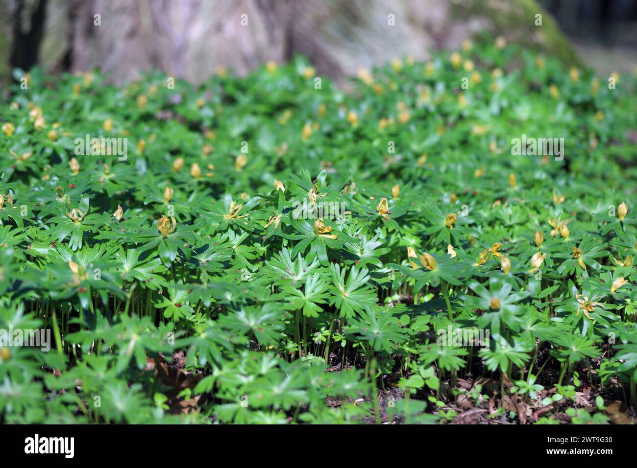 Groups of the pale flowered form of the winter aconite. Overmatured ...