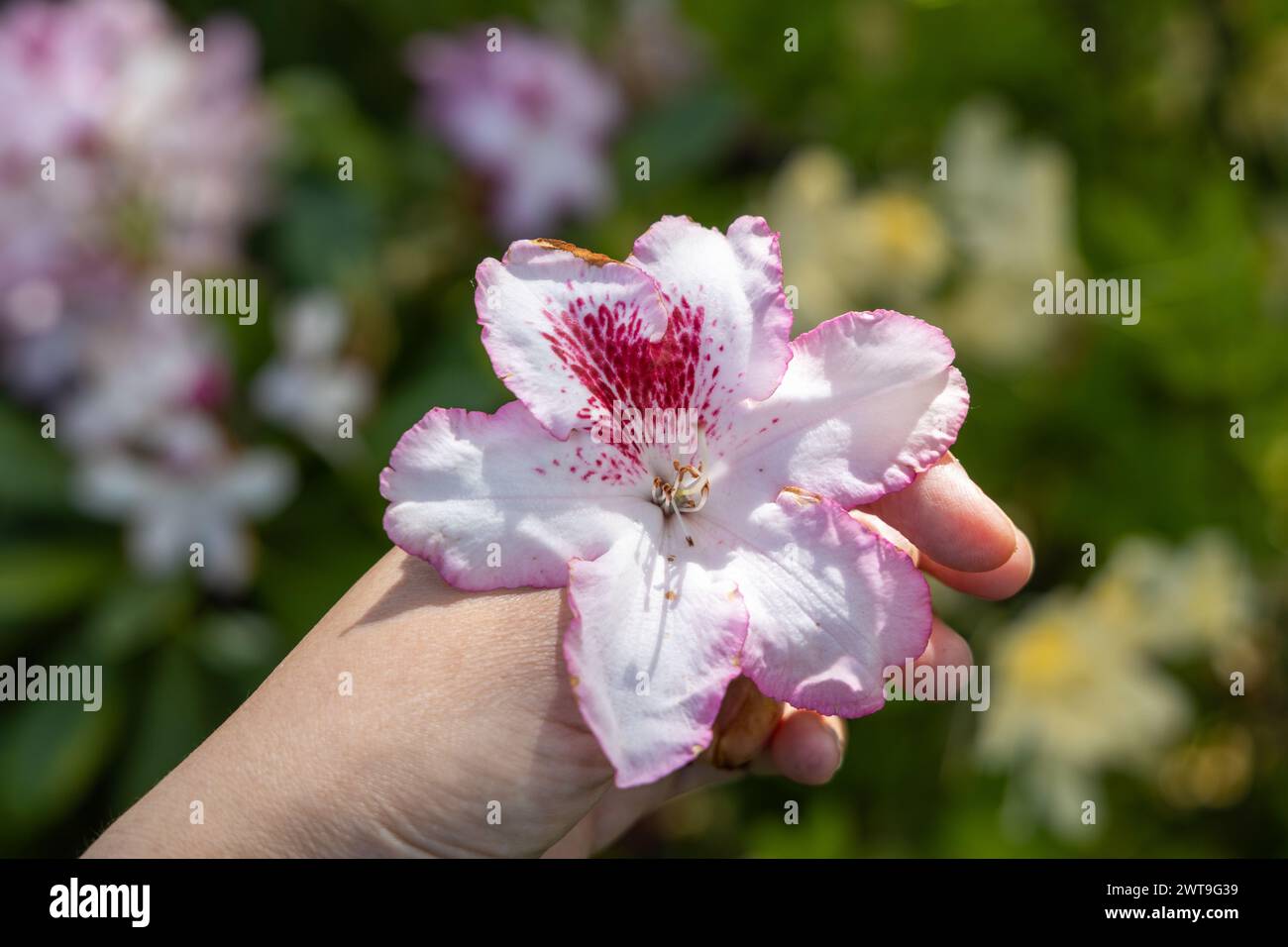 Vertical beautiful blooming rhododendrons in hi-res stock photography ...