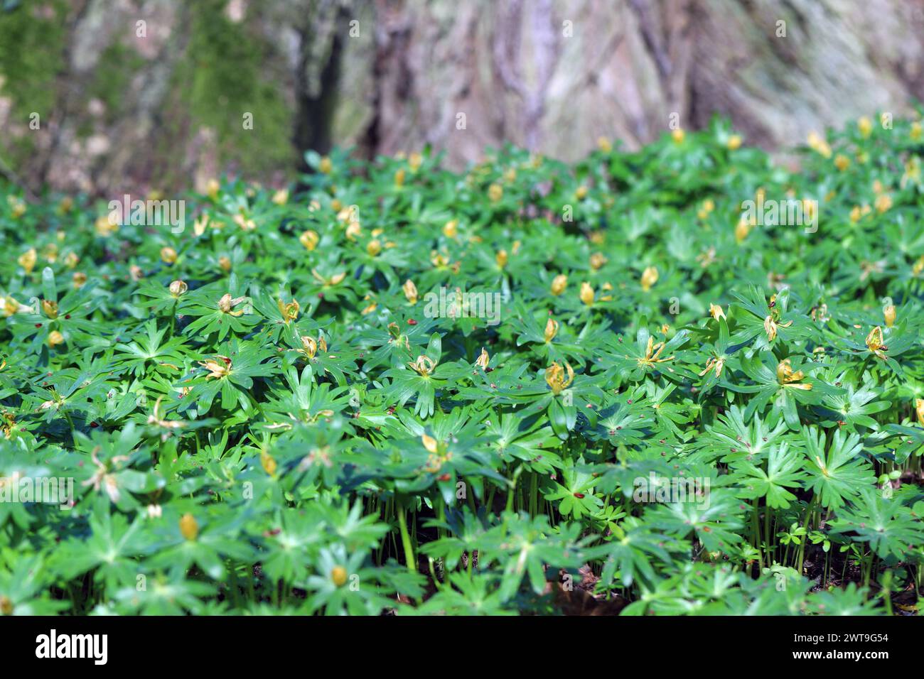 Groups of the pale flowered form of the winter aconite. Overmatured ...