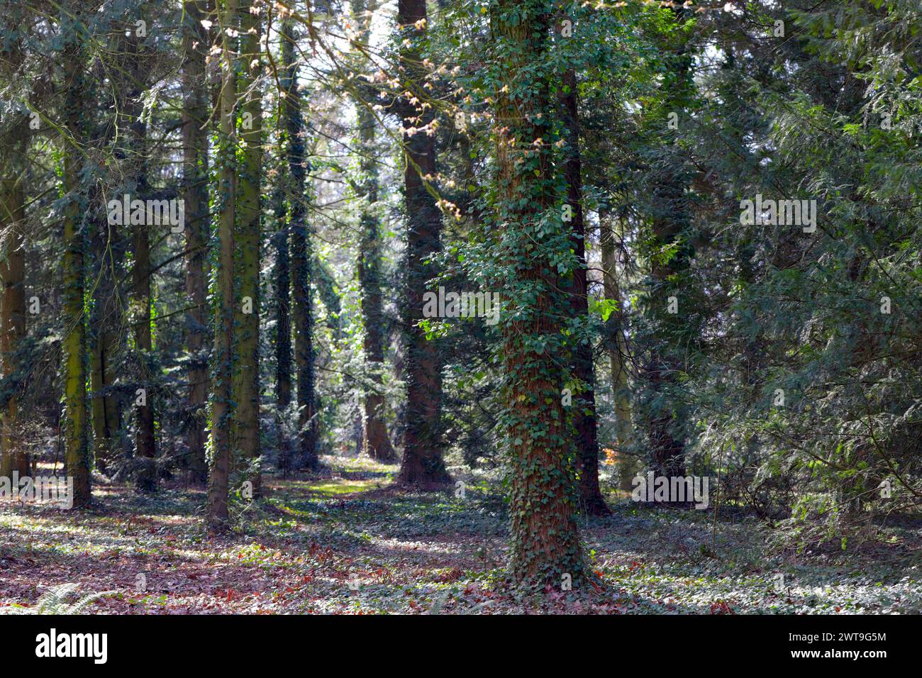 A dark forest with tree trunks overgrown with blight Stock Photo - Alamy