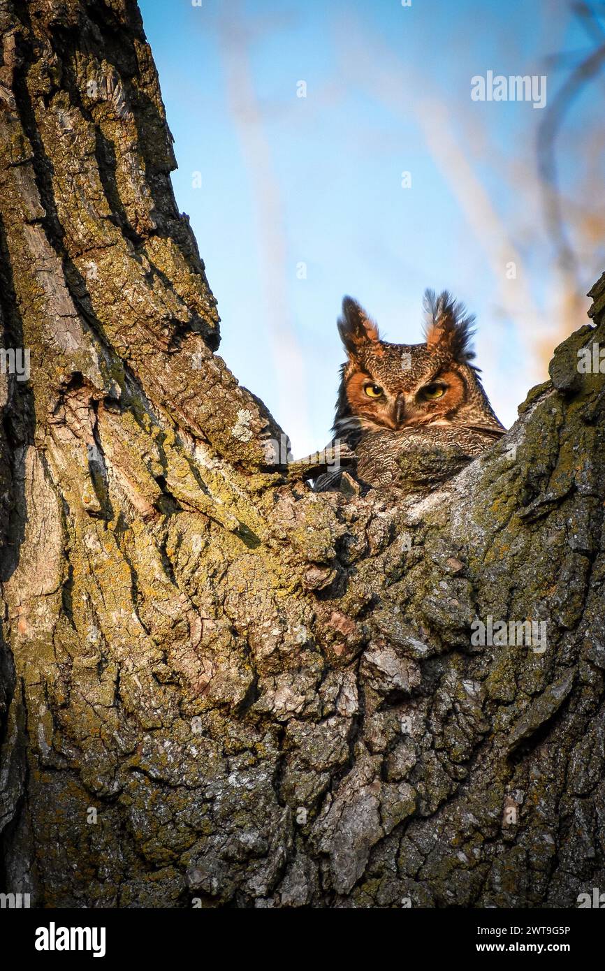 Female Owl Looks out from her Nest Stock Photo - Alamy