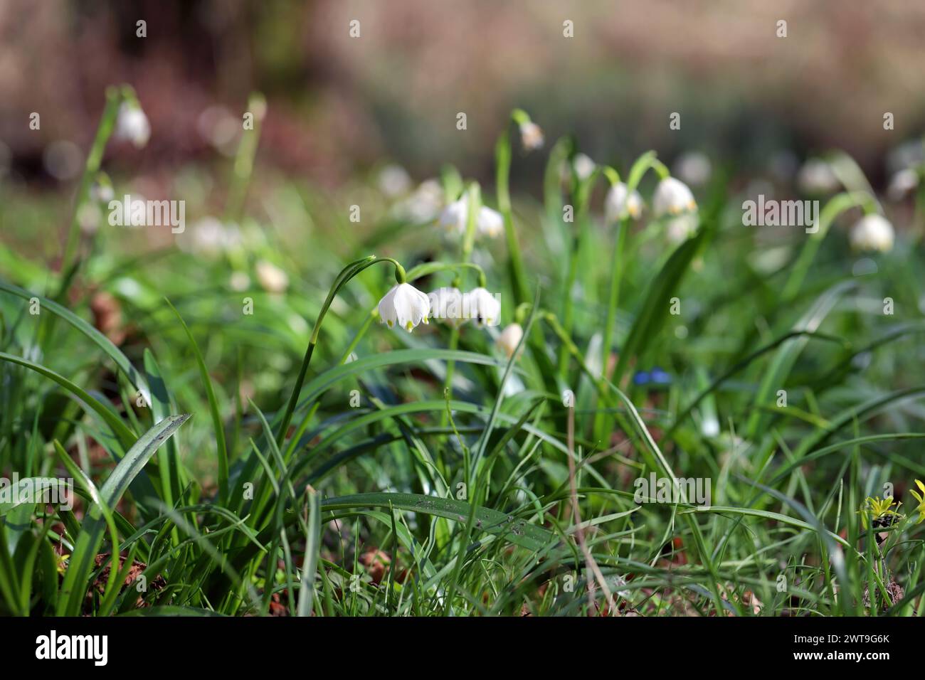 Spring snowflake (Leucojum vernum), blooming Stock Photo - Alamy