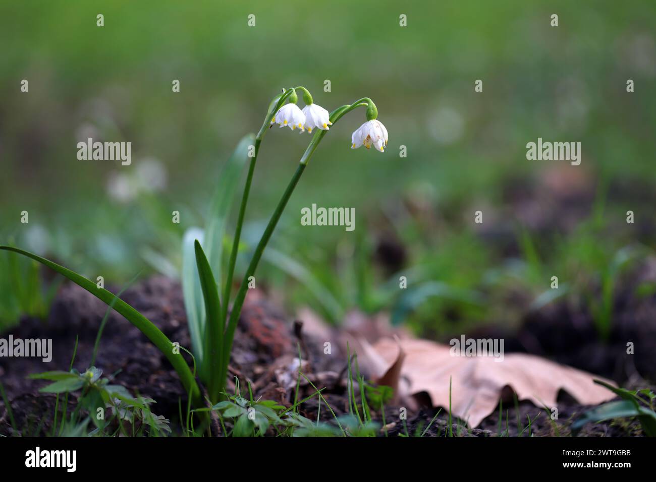 Spring snowflake (Leucojum vernum), blooming Stock Photo - Alamy
