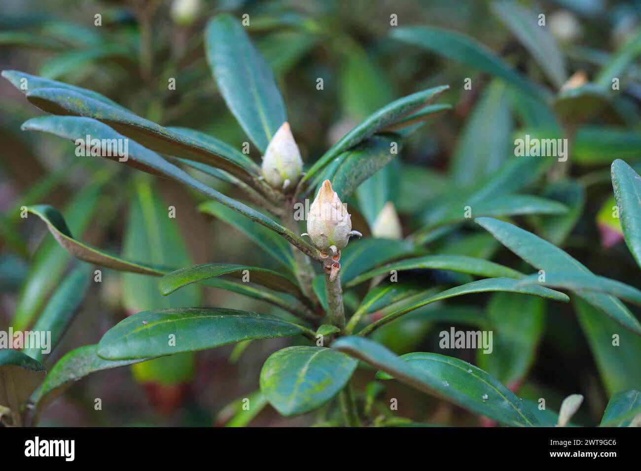 Azalea, rhododendron shrub buds in pre-spring Stock Photo - Alamy