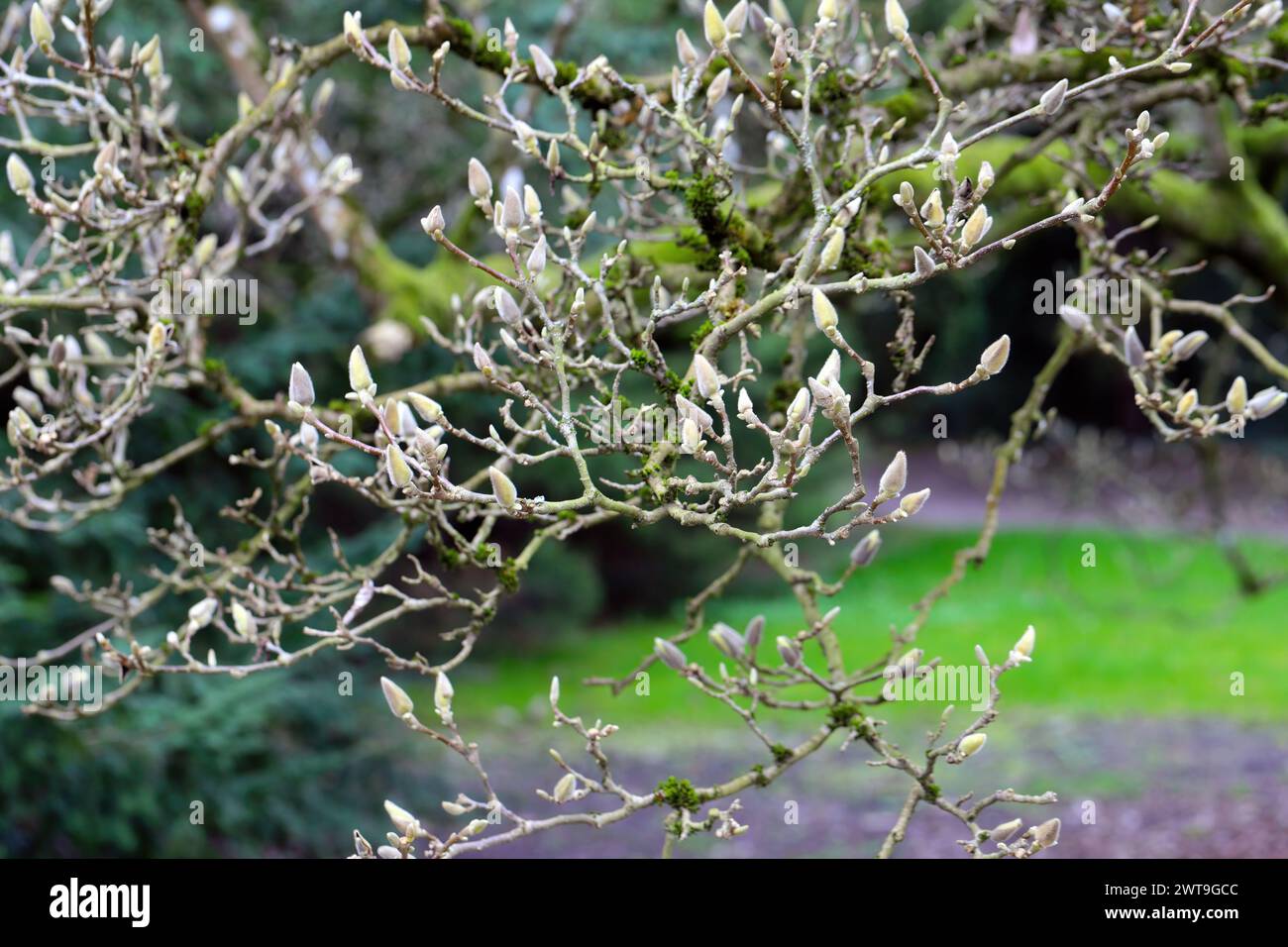 Magnolia before flowering. Closed buds of magnolia in pre-flowering ...