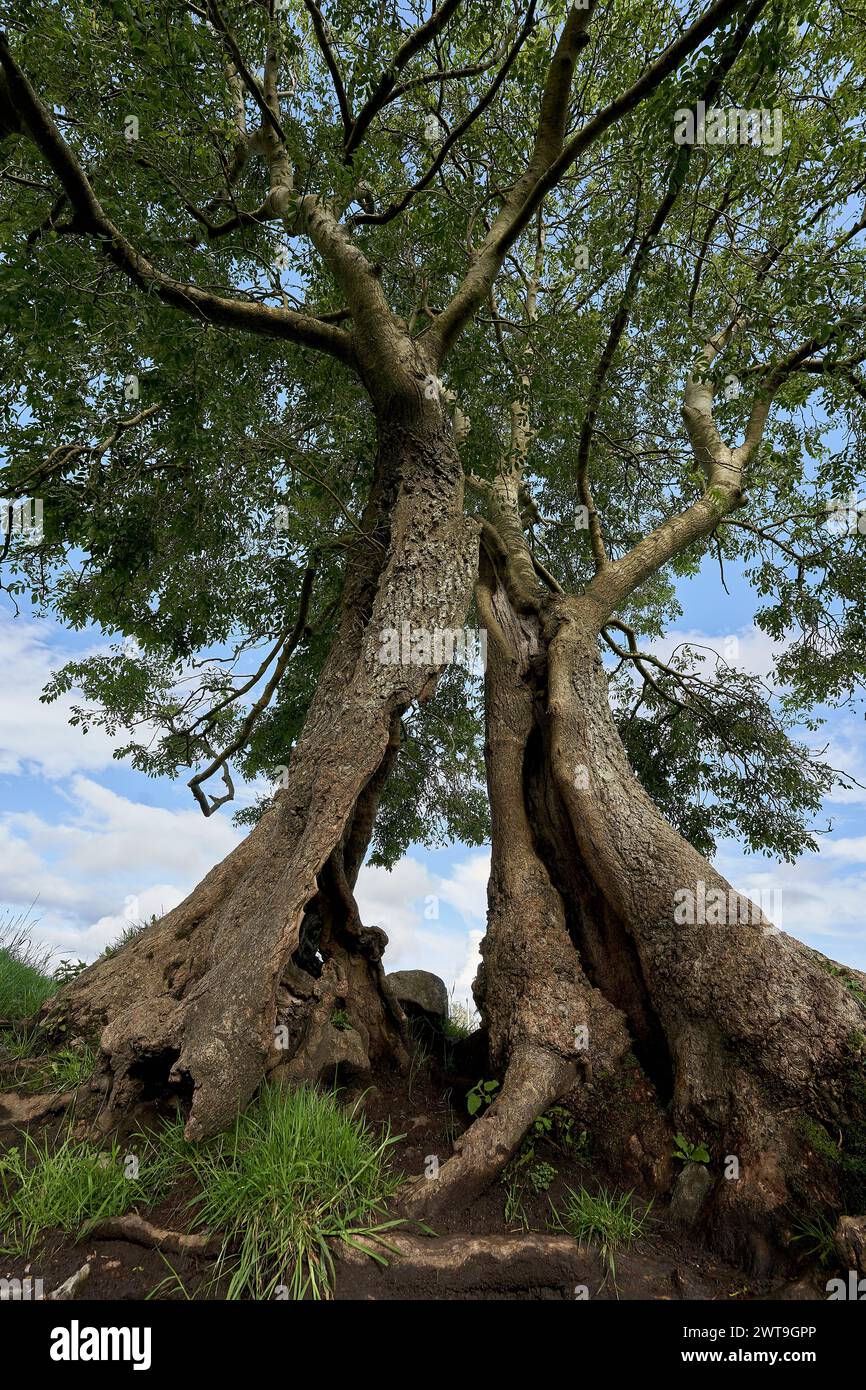 Old Tree empty trunk still standing Stock Photo - Alamy