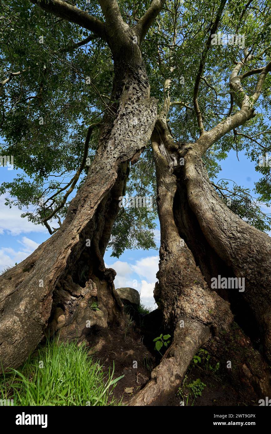 Old Tree empty trunk still standing Stock Photo - Alamy