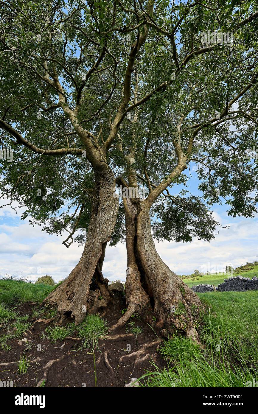 Old Tree empty trunk still standing Stock Photo - Alamy