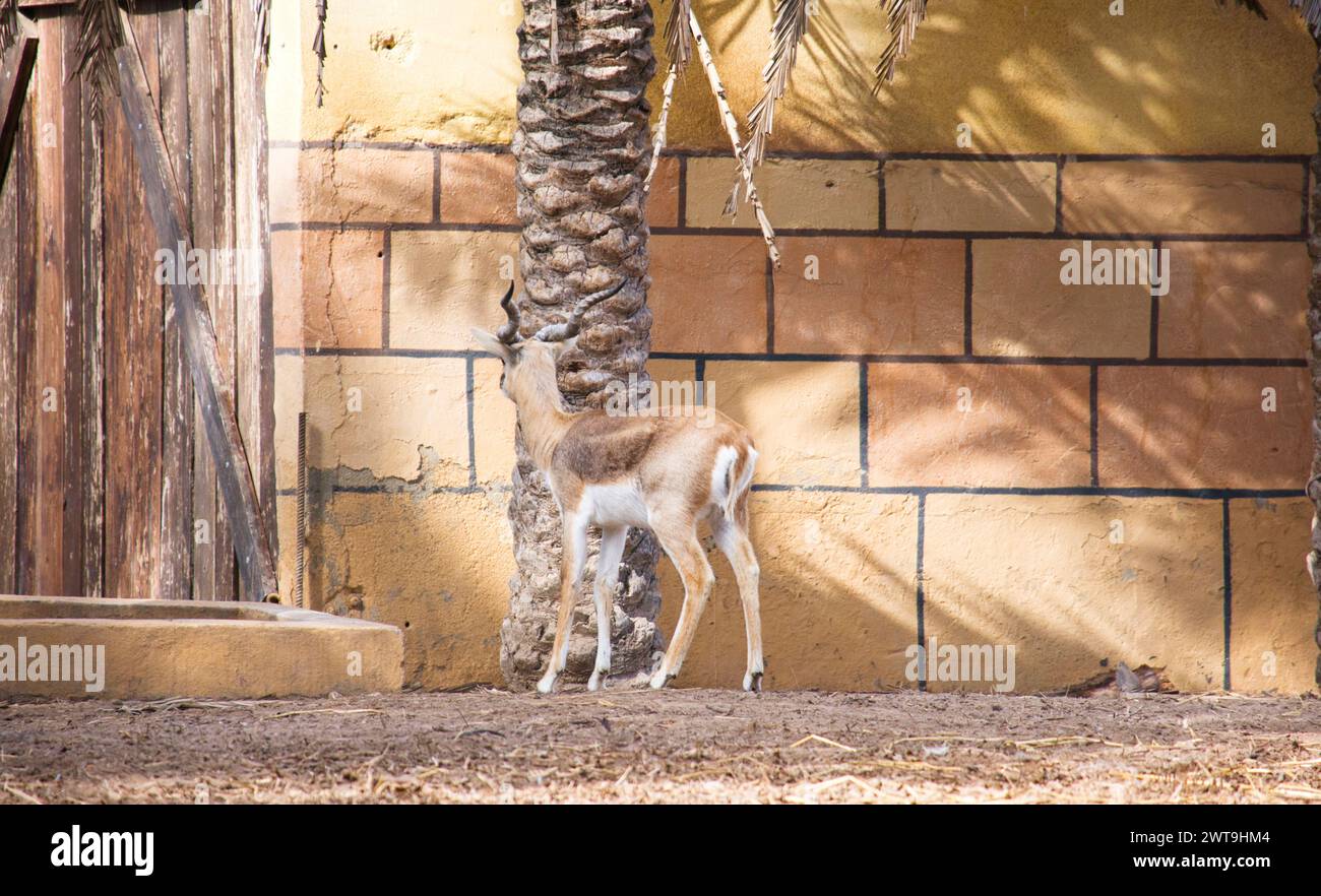 Gazelle at Elche Zoo Stock Photo - Alamy