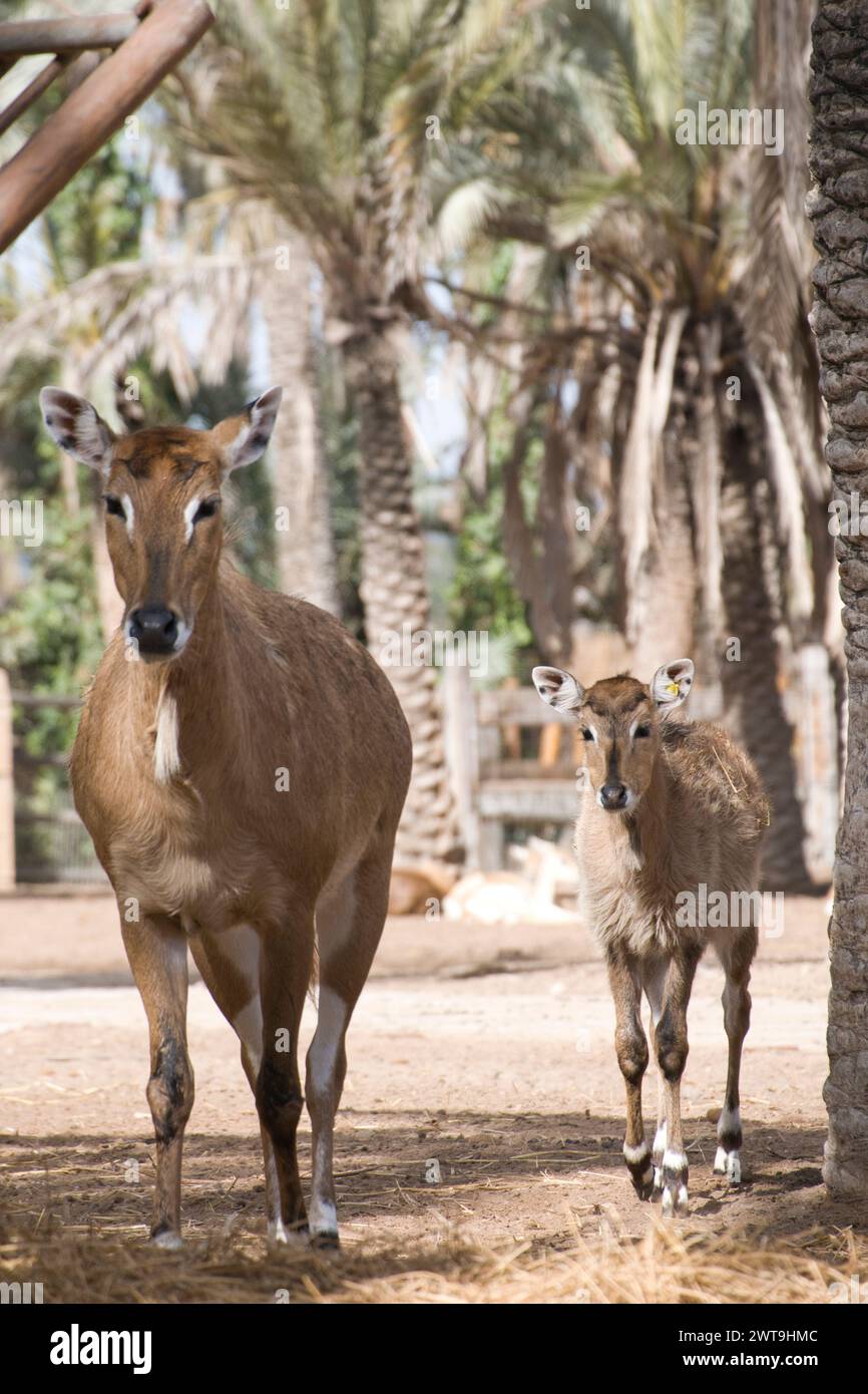 Gazelle at Elche Zoo Stock Photo - Alamy