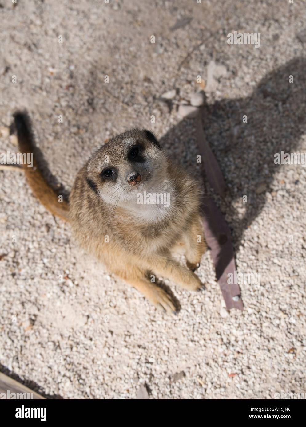 Meerkat in the zoo Stock Photo - Alamy