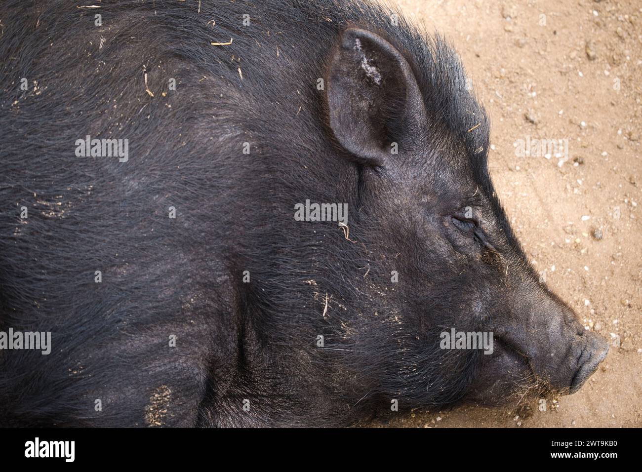 Big black pig zoo hi-res stock photography and images - Alamy