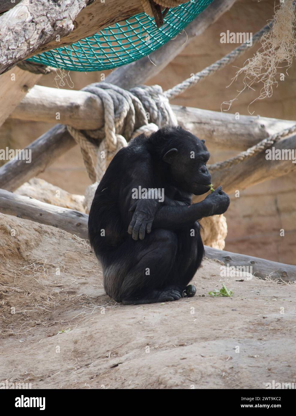 Chimpanzee species of great ape native to the forests and savannahs of ...