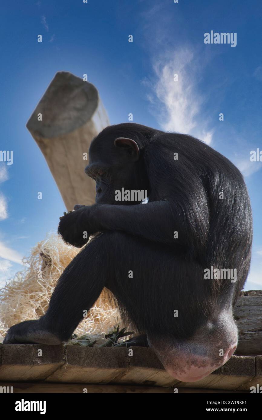 Chimpanzee species of great ape native to the forests and savannahs of ...