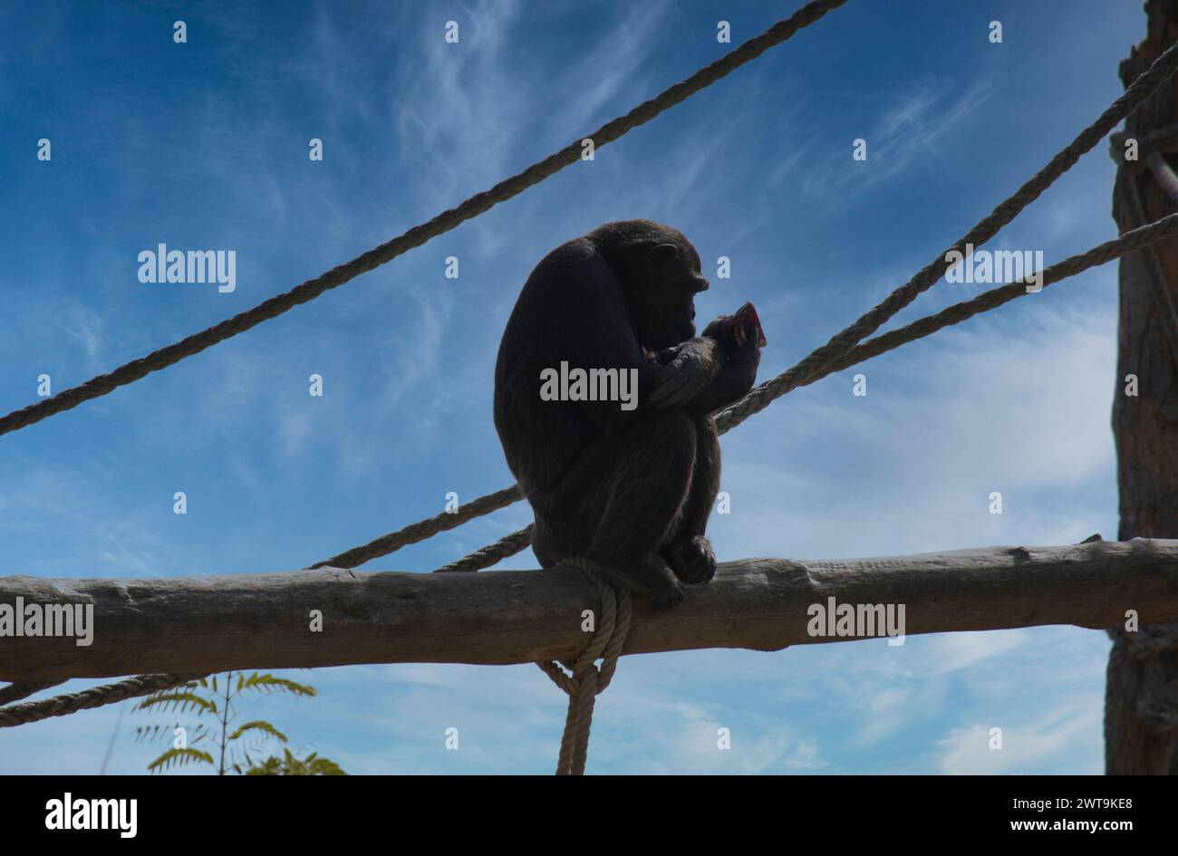Chimpanzee species of great ape native to the forests and savannahs of ...