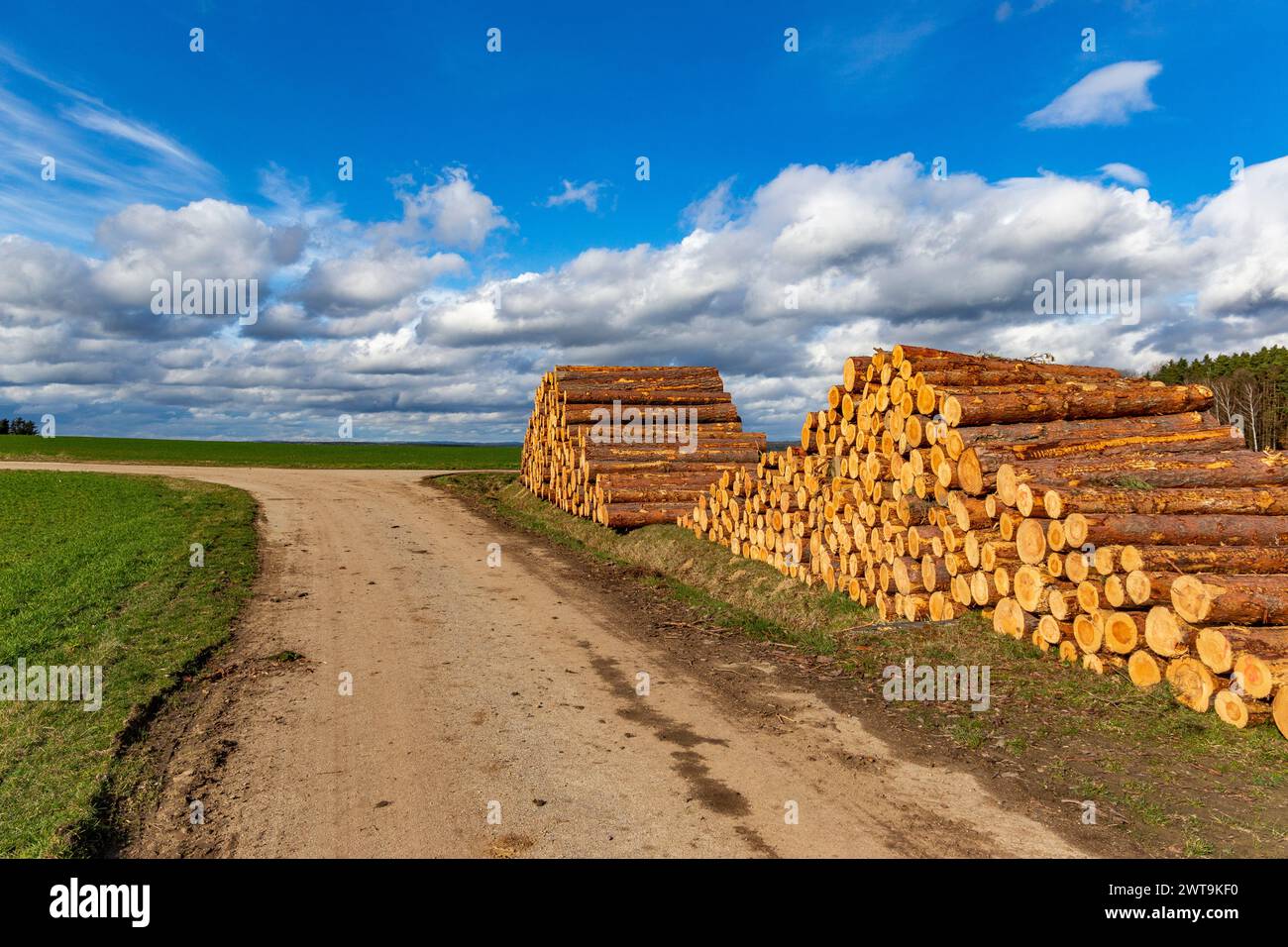 Stack many sawn logs hi-res stock photography and images - Alamy
