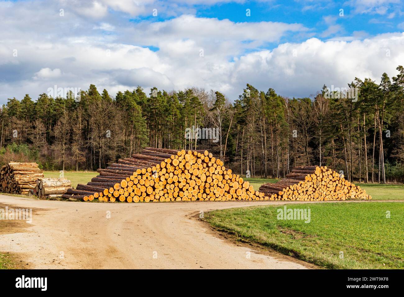 Stack of cut tree logs in a field Stock Photo - Alamy