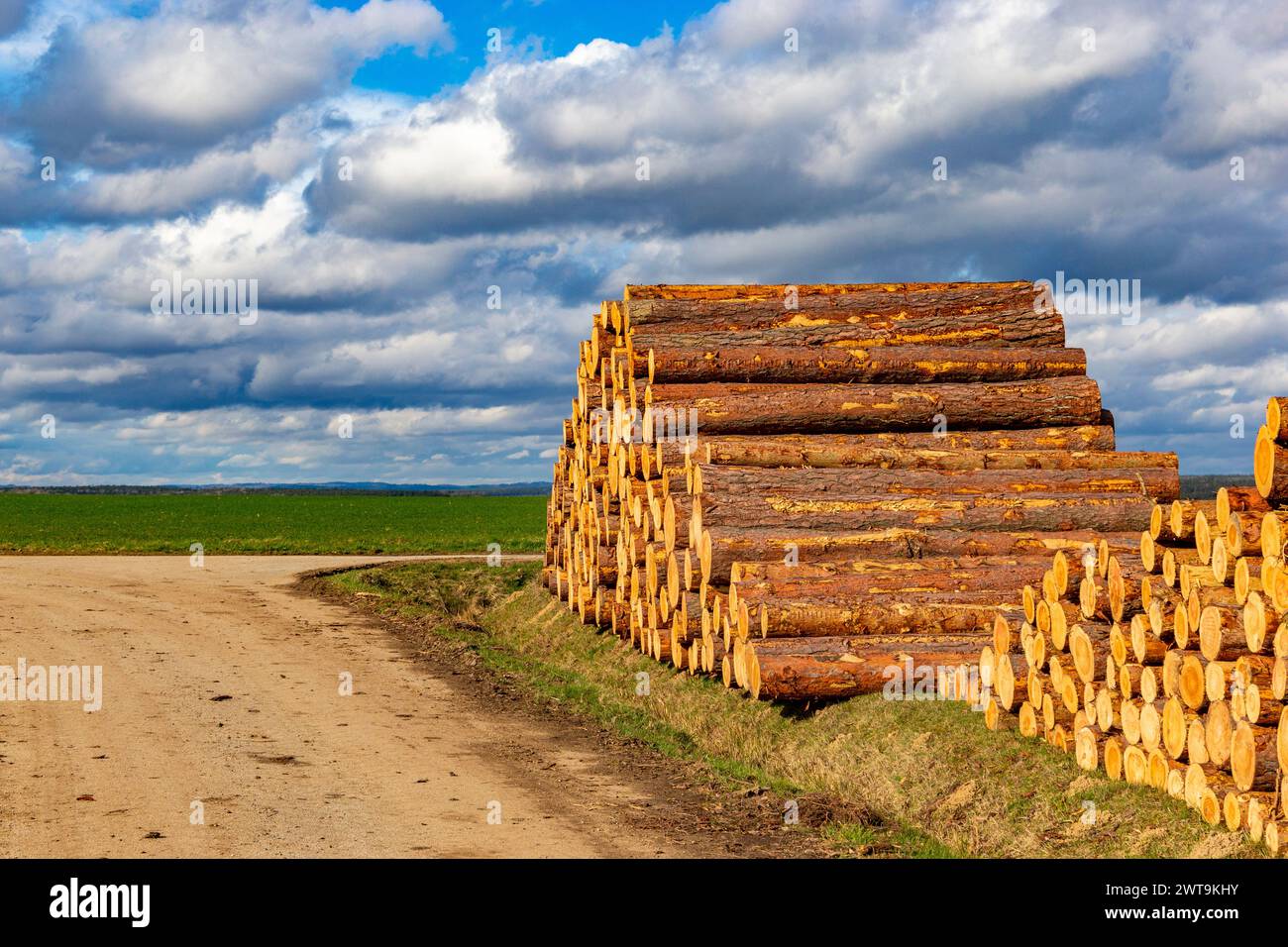 Stack many sawn logs hi-res stock photography and images - Alamy