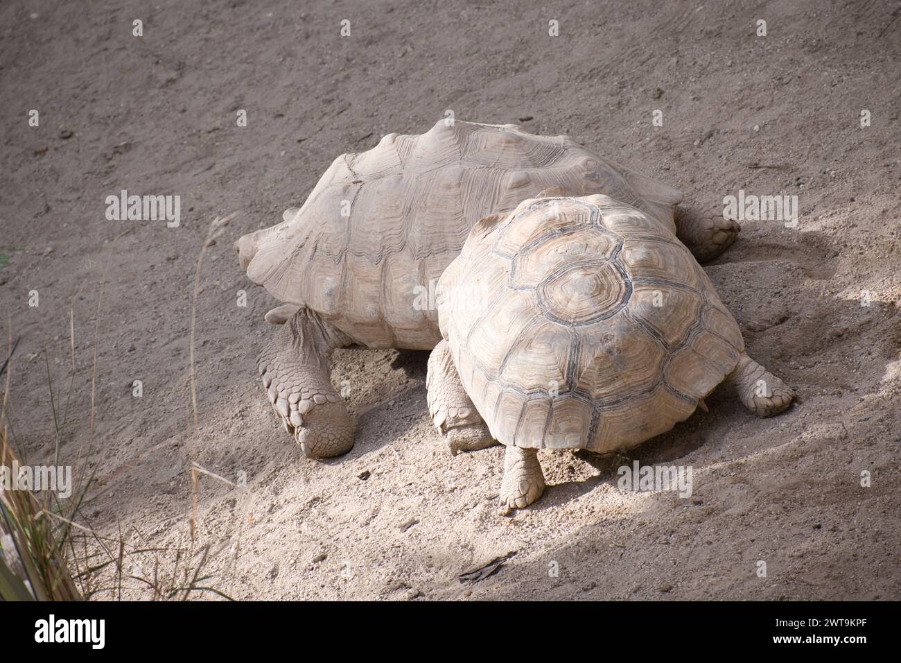Two big turtles hi-res stock photography and images - Alamy