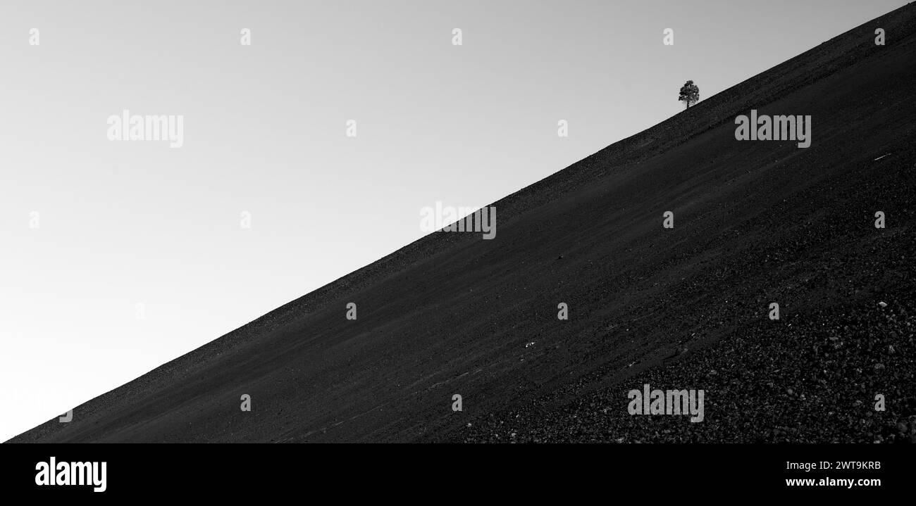 Gray Scale of Single Tree on Steep Slope of Cinder Cone Stock Photo - Alamy