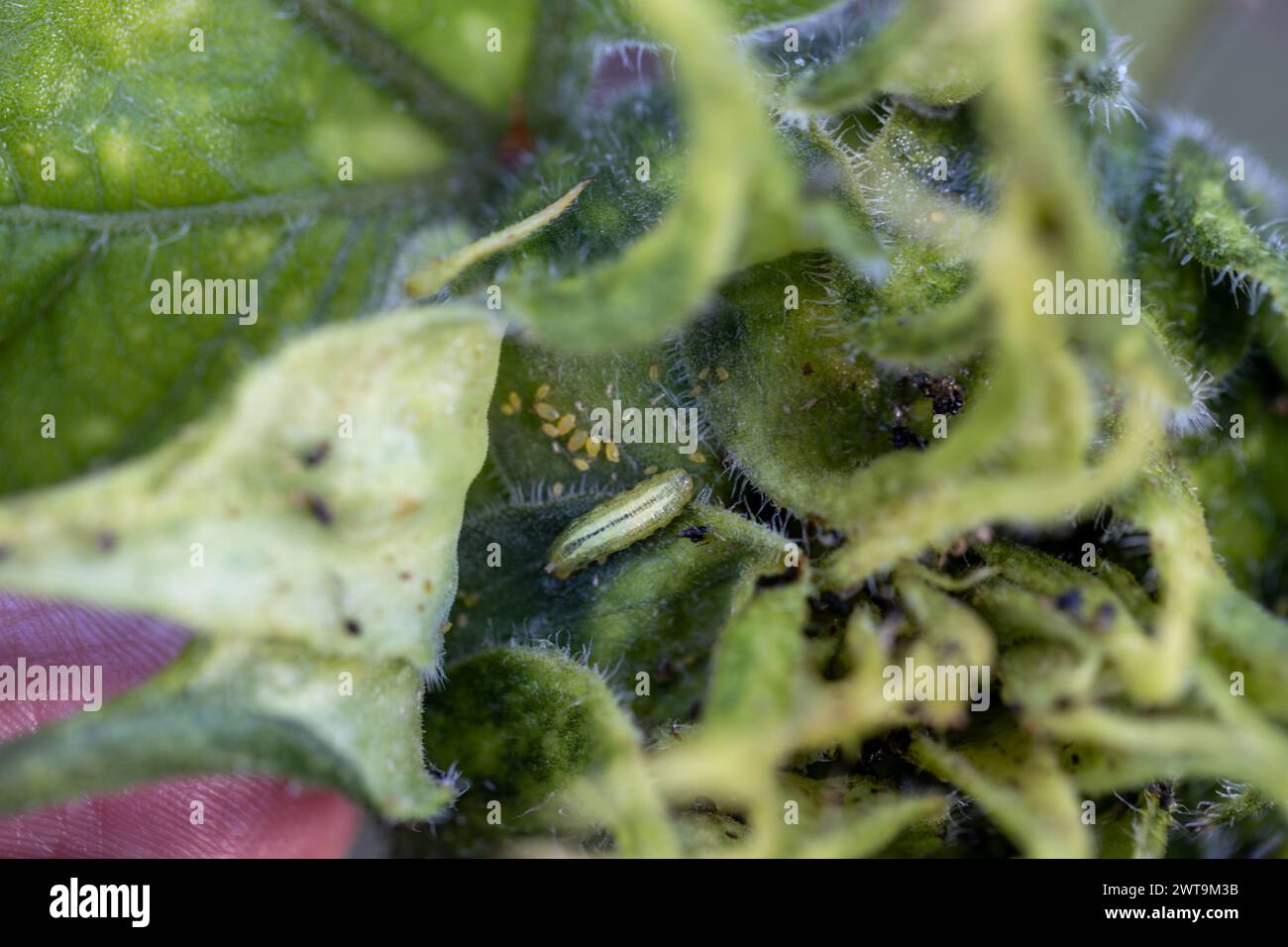 Larva of a hoverfly on a sunflower. It is useful and feeds on aphids ...