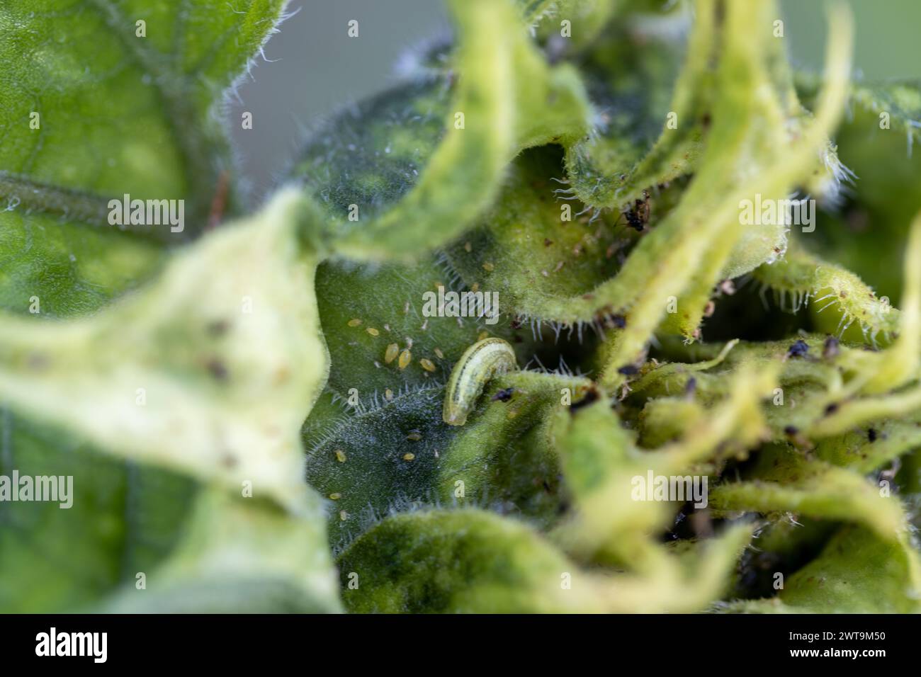 Larva of a hoverfly on a sunflower. It is useful and feeds on aphids ...