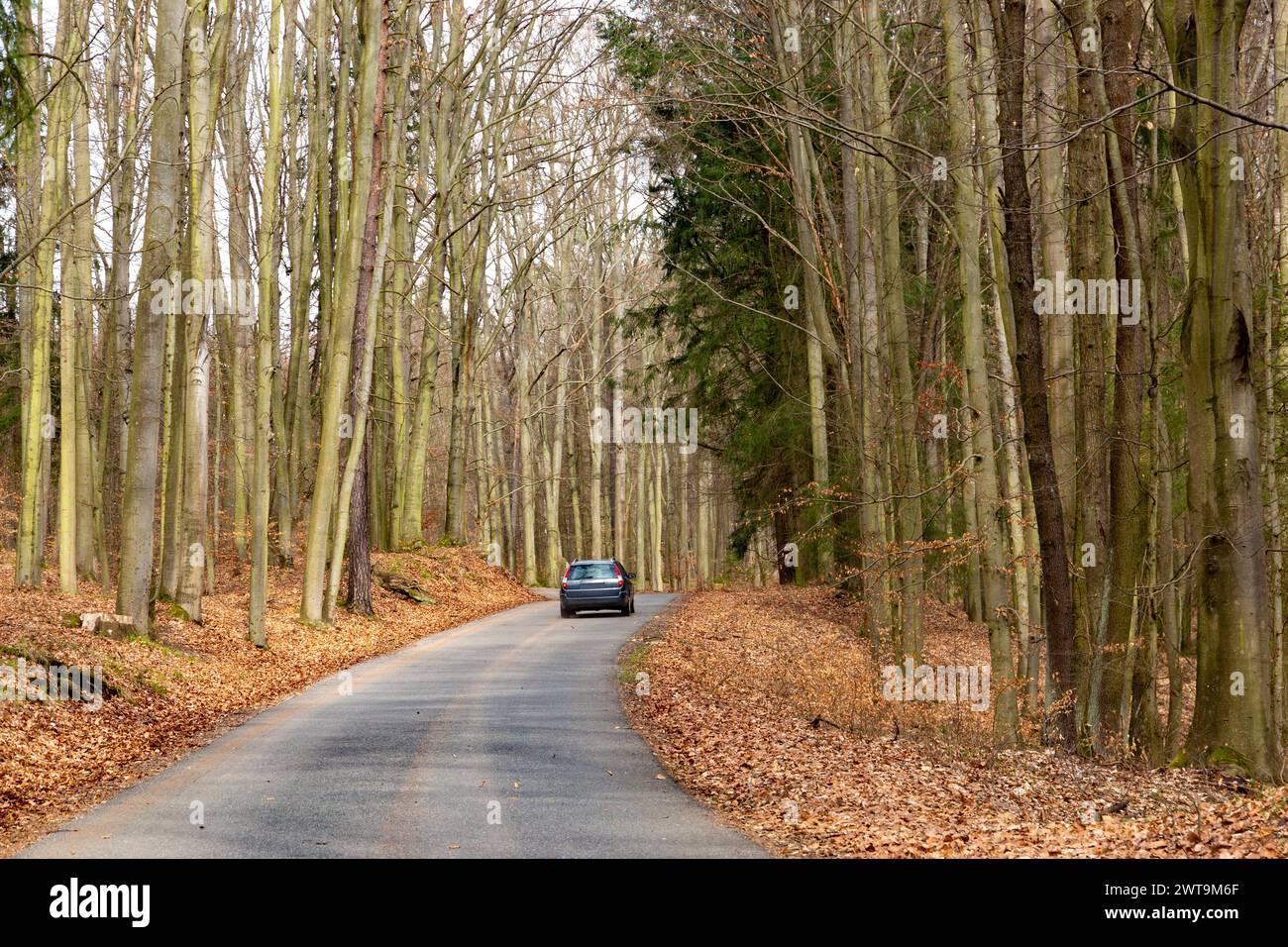 Car drives along forest road hi-res stock photography and images - Alamy