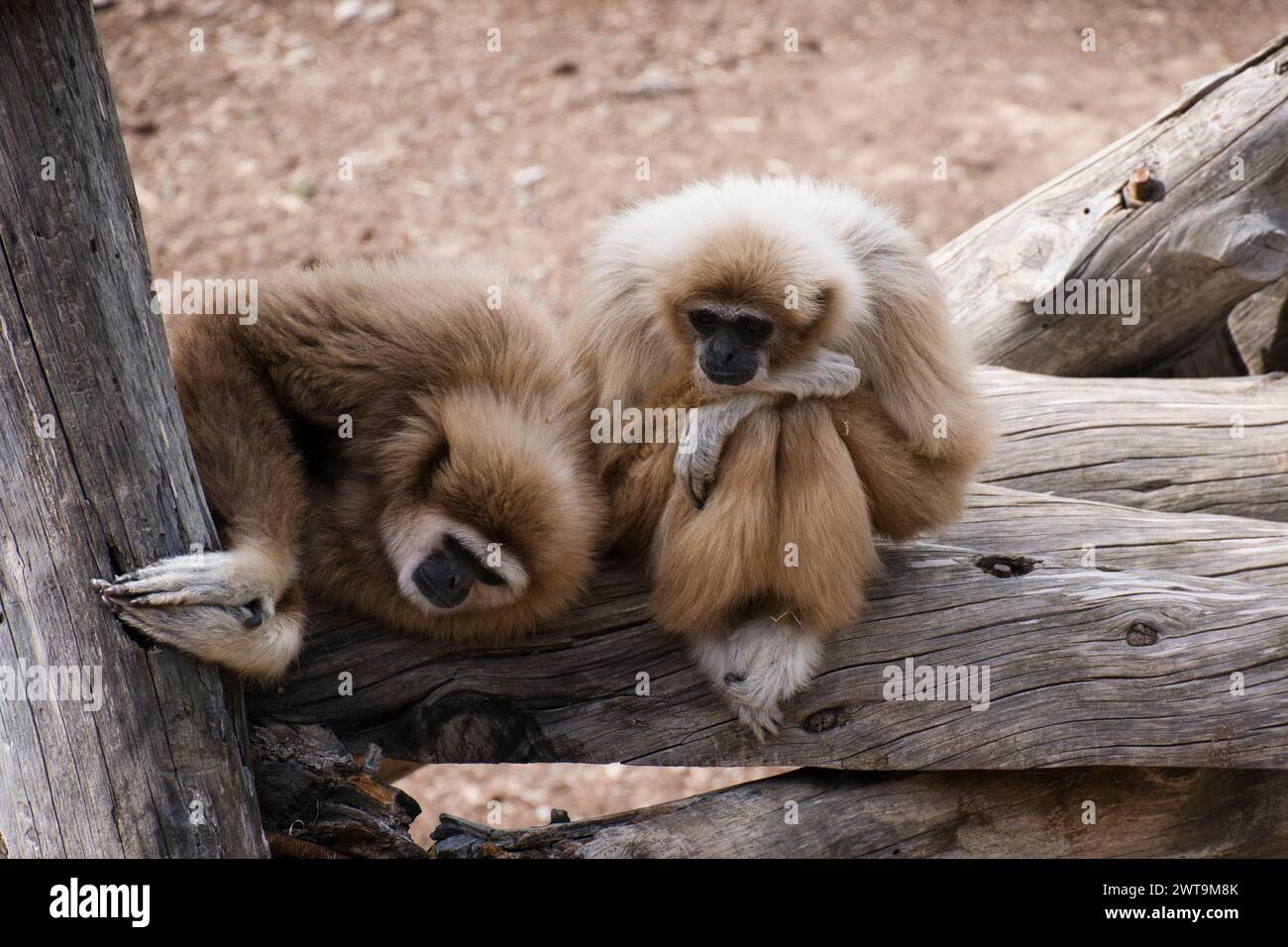Gibbons zoo hi-res stock photography and images - Alamy