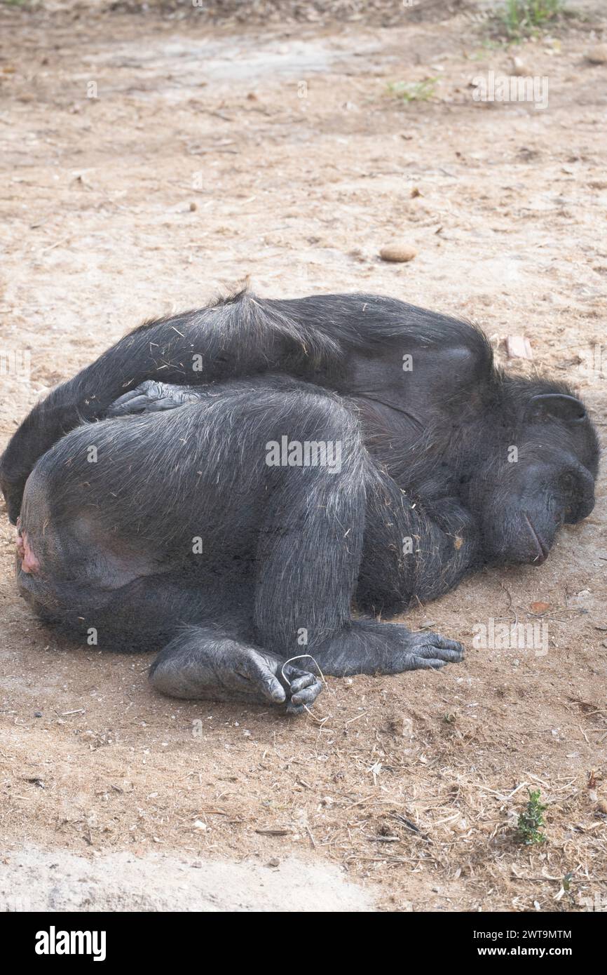 Chimpanzee species of great ape native to the forests and savannahs of ...