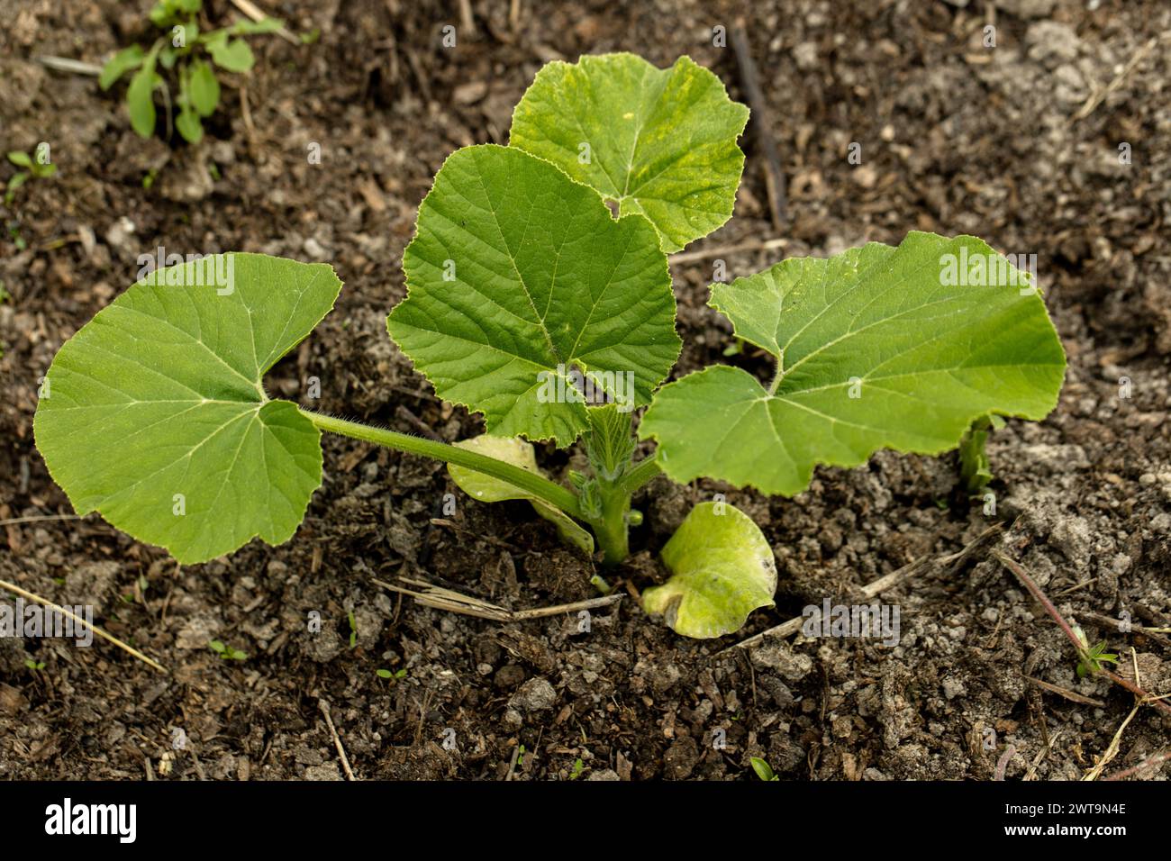 Young sprout of a new pumpkin plant on the soil Stock Photo - Alamy