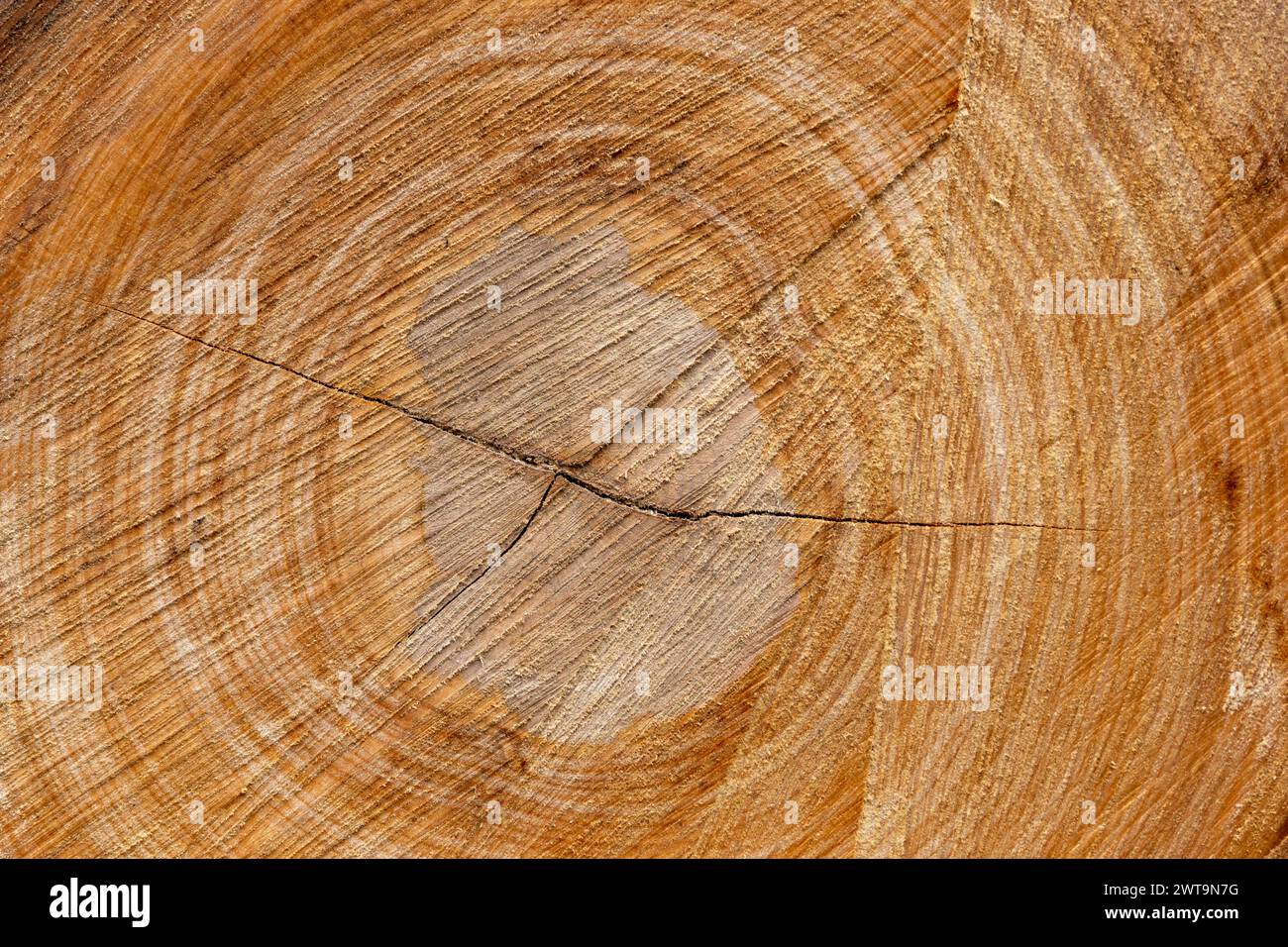Wooden background. Macro wood cross section Stock Photo - Alamy