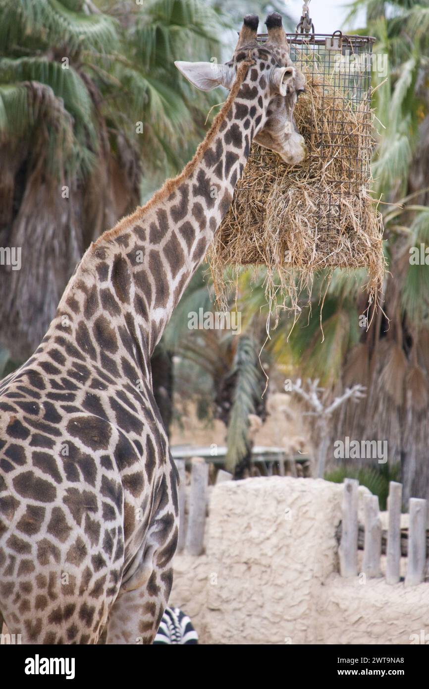 Giraffe eating in the zoo Stock Photo - Alamy