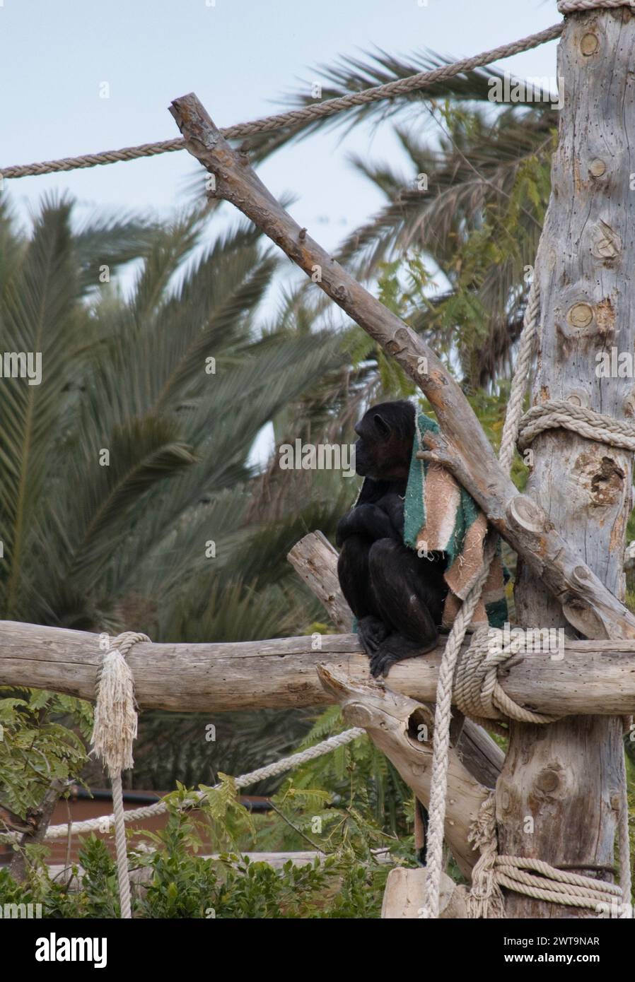 Chimpanzee species of great ape native to the forests and savannahs of ...