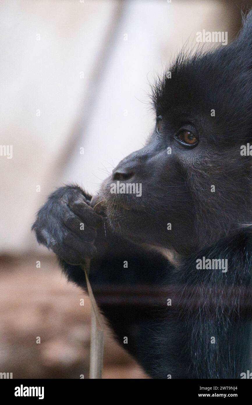 Black mangabey hi-res stock photography and images - Alamy
