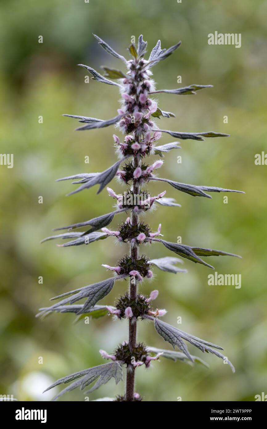 Motherwort flower leonurus cardiaca hi-res stock photography and images ...