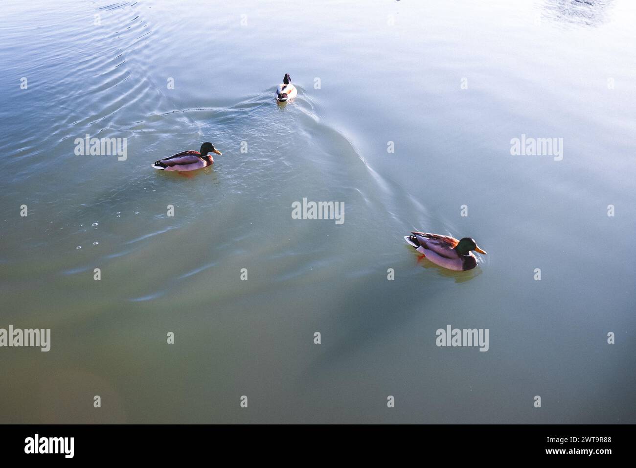 Season changings hi-res stock photography and images - Alamy