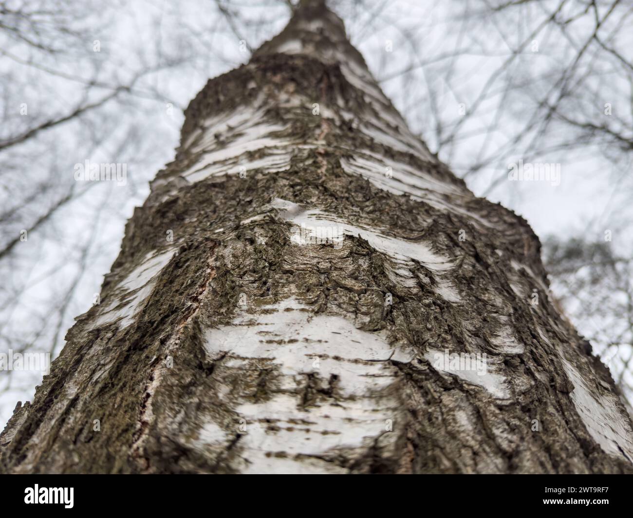 tree trunk, tree bark pattern Stock Photo - Alamy