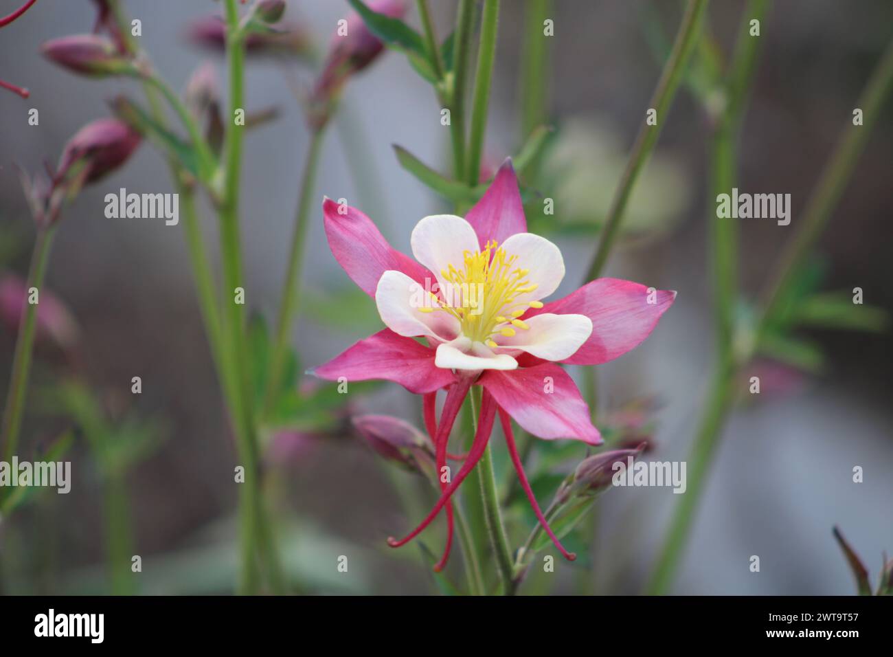 Aquilegia coerulea, the Colorado blue columbine, is a species of ...