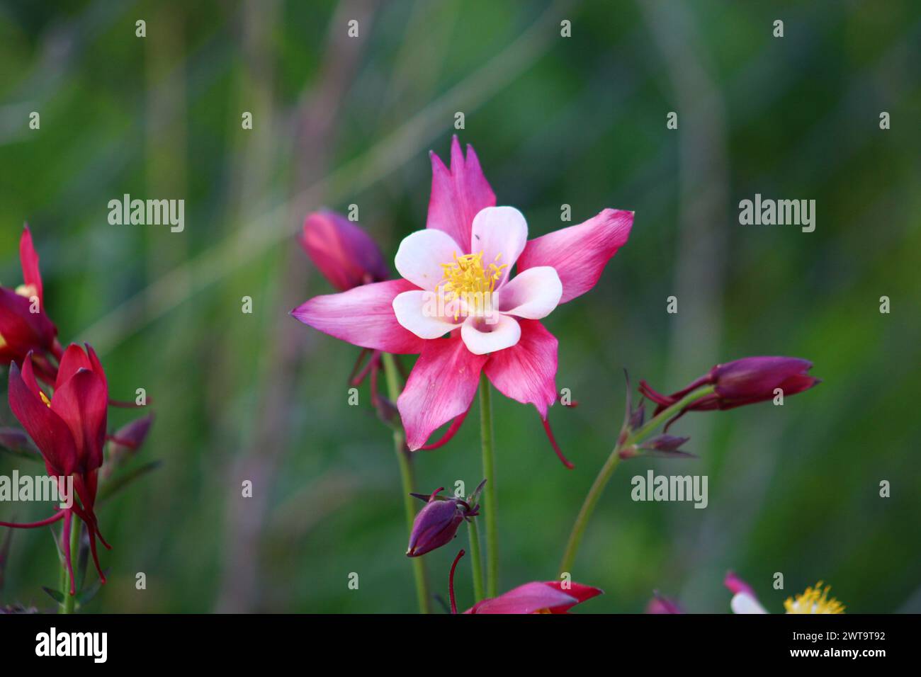 Aquilegia coerulea, the Colorado blue columbine, is a species of ...