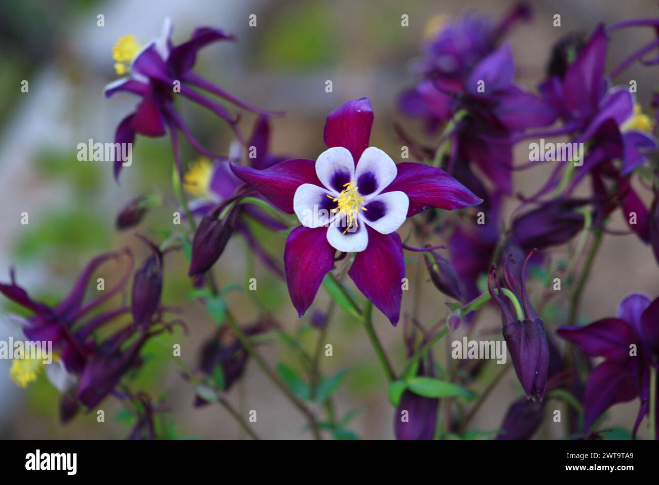 Aquilegia coerulea, the Colorado blue columbine, is a species of ...