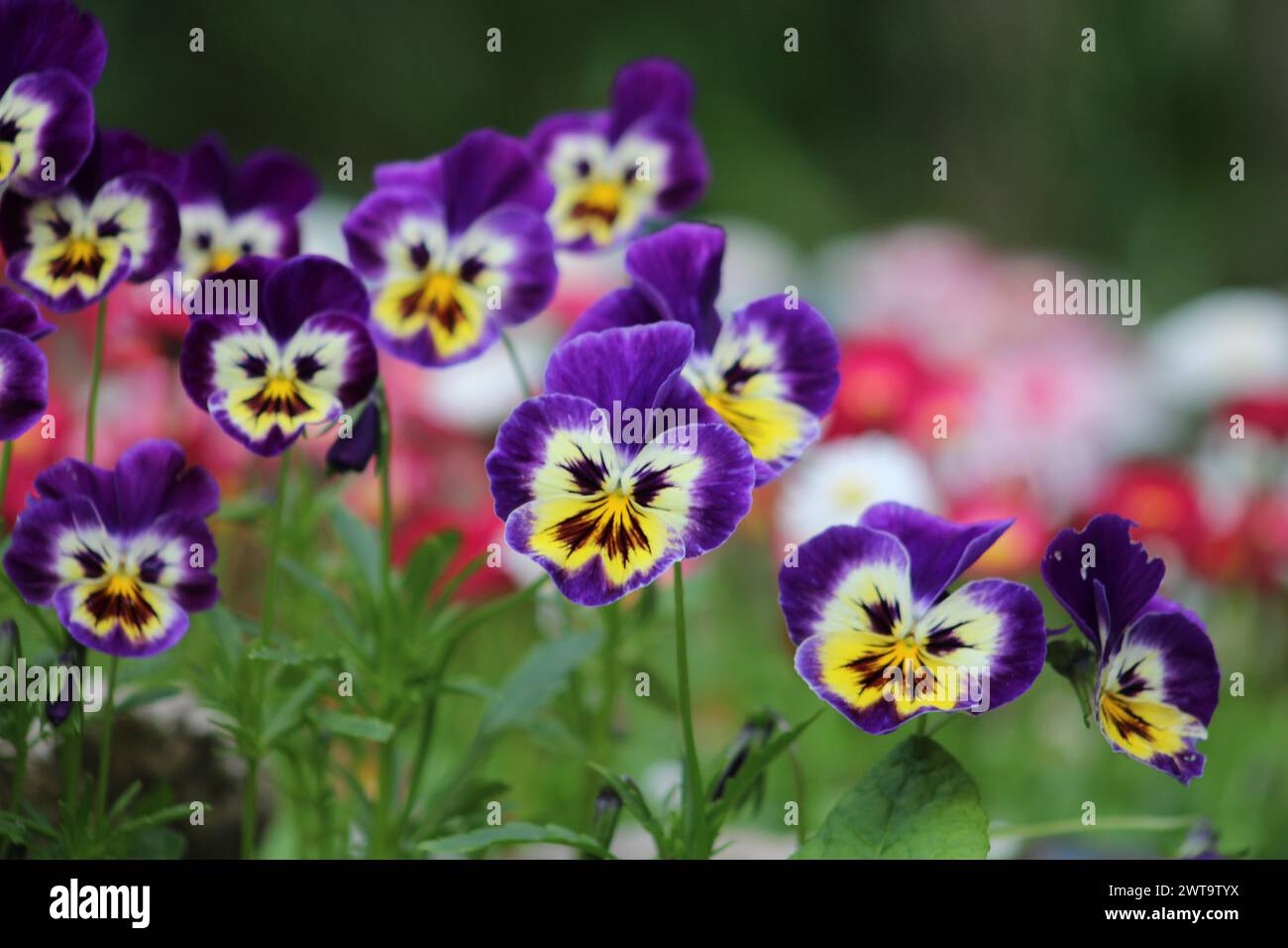Short lived beauty hi-res stock photography and images - Alamy