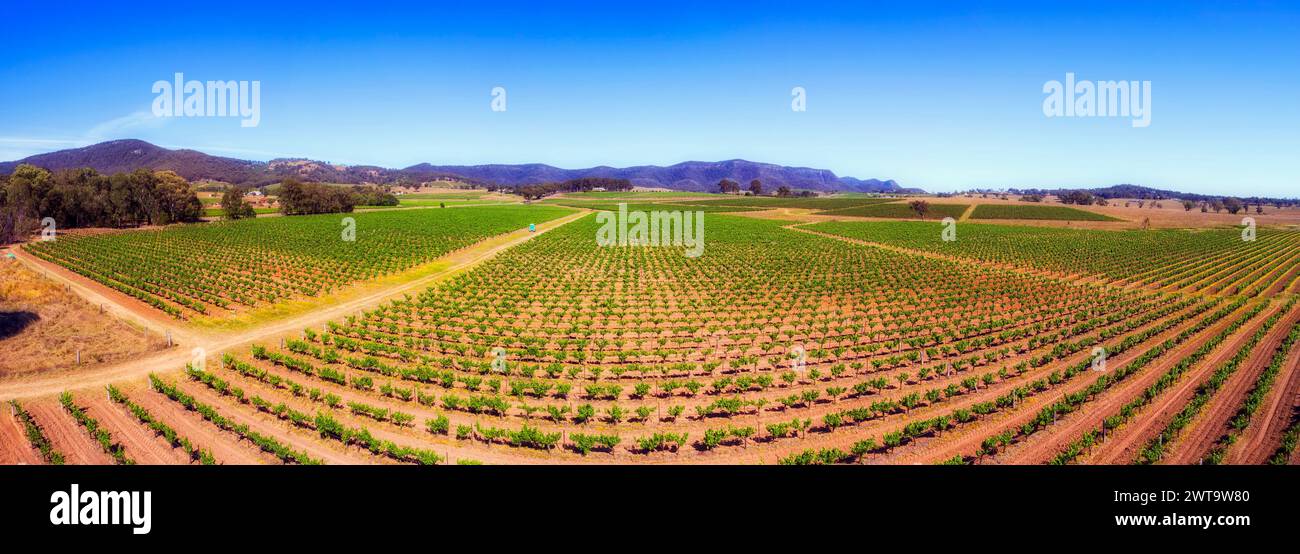 Rows of growing vinyard plants in Hunter valley of Australia - aerial ...