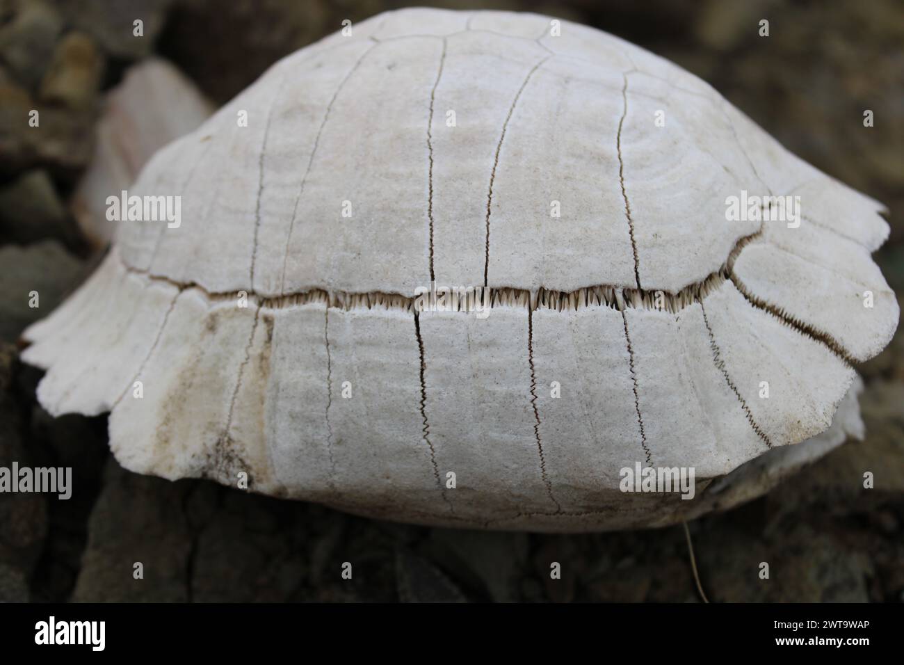 Fossil turtle shell hi-res stock photography and images - Alamy